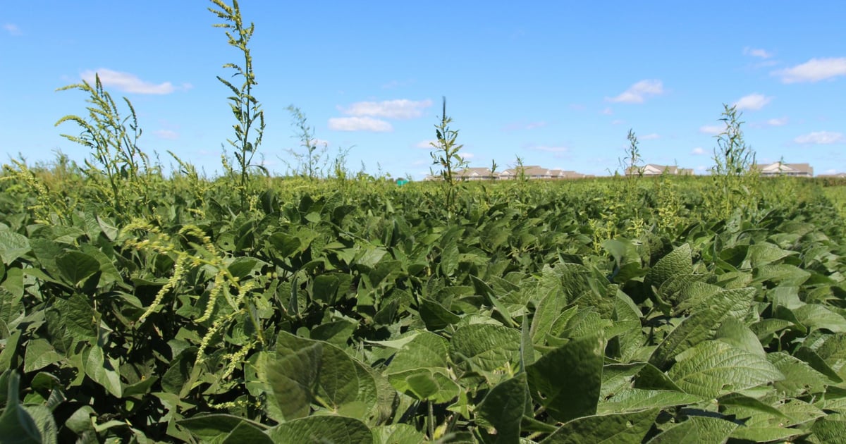 Plan now for 2020 weed control
