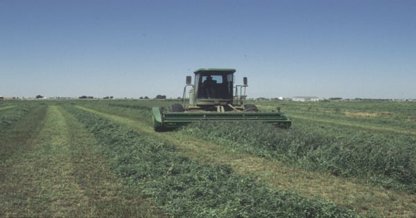 RR alfalfa’s advantages far outweigh disadvantages 273947 | Farm Progress