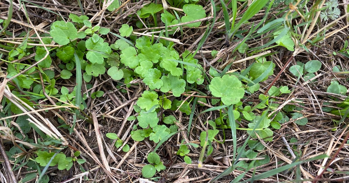 Fall the time for buttercup management