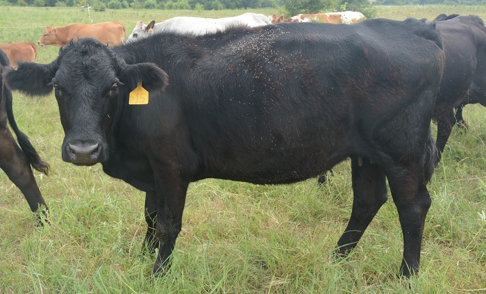 The rewards and struggles of non-selective grazing, part II