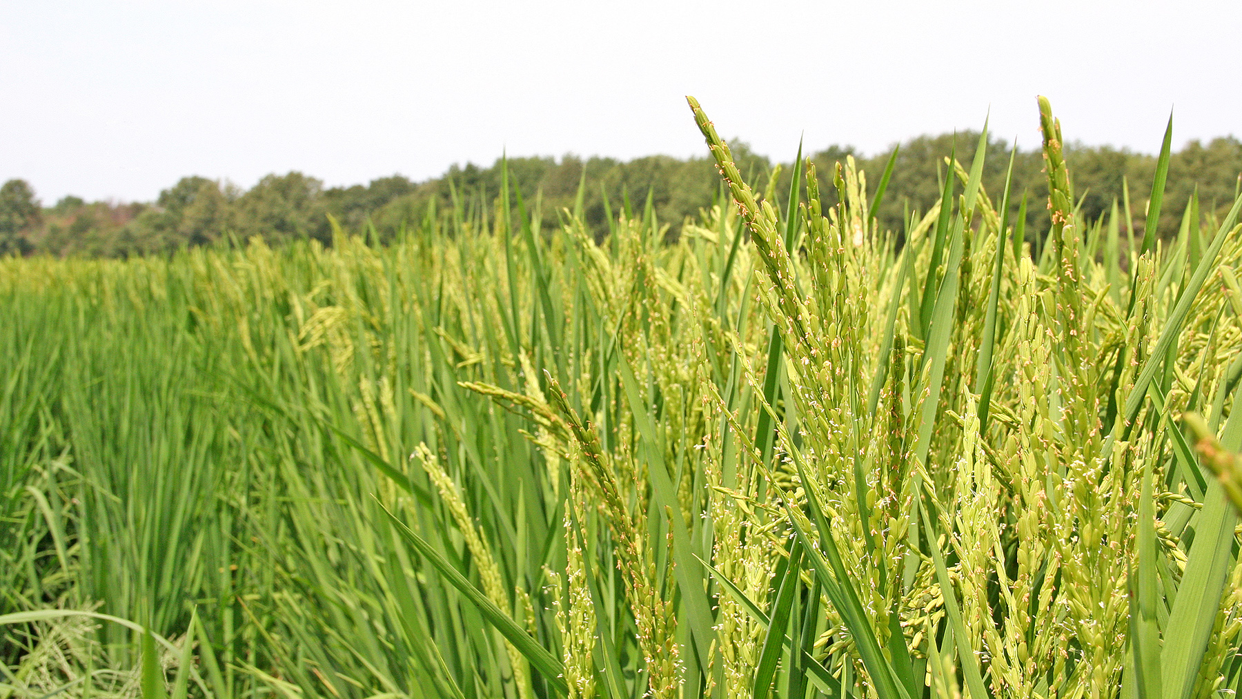 Rice stink bug treatment receives Section 18 exemption