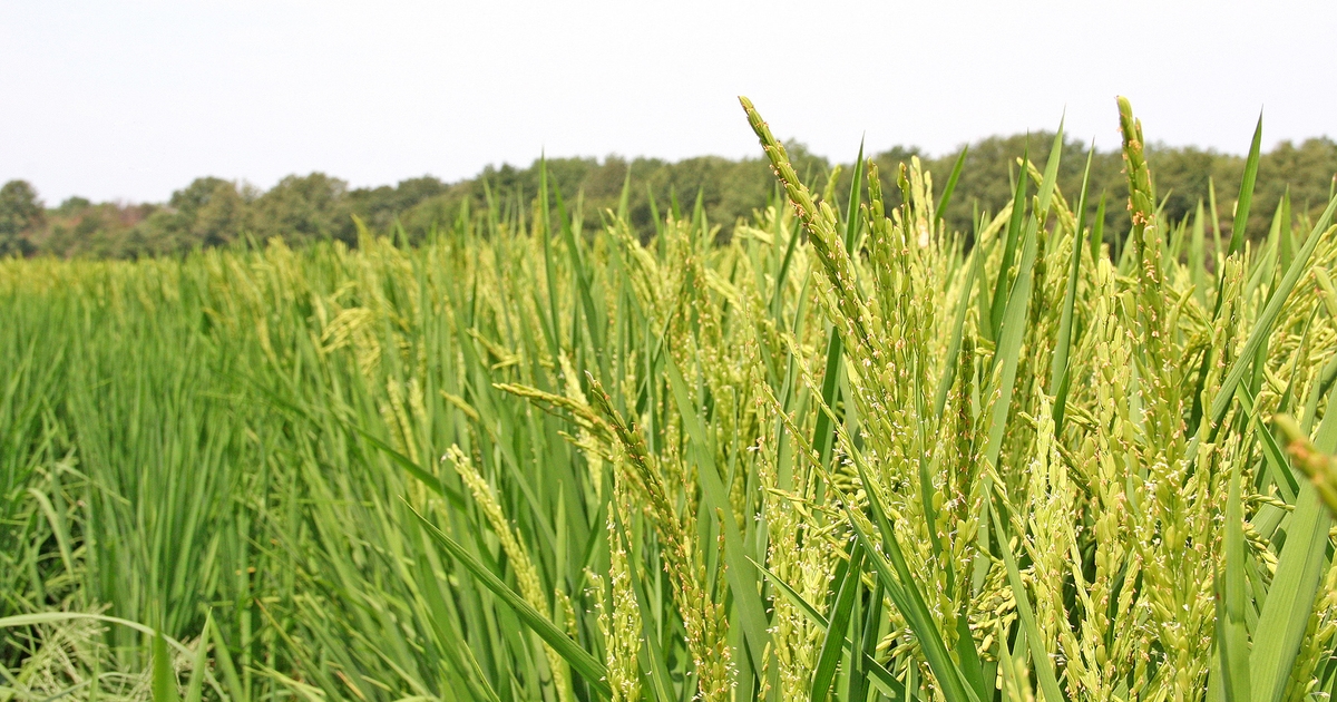 Rice stink bug treatment receives Section 18 exemption