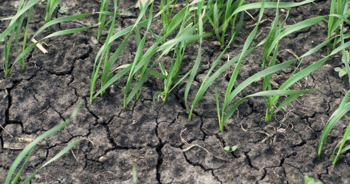 Best seeding rates for new spring wheat varieties