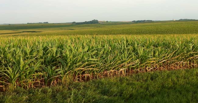 Using drought-stressed corn for forage | Farm Progress