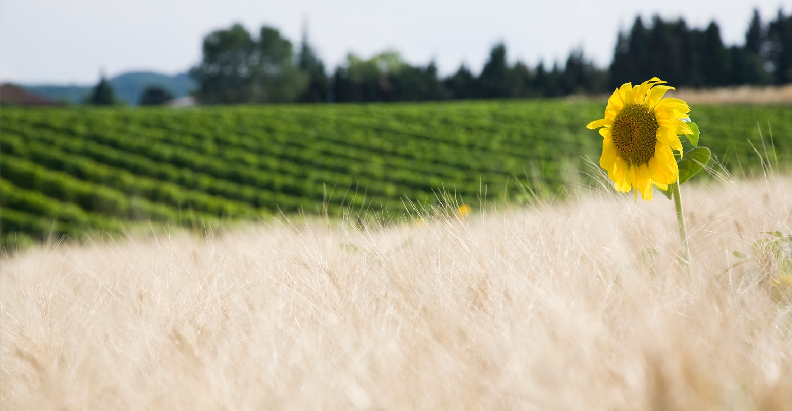 Catch this double-crop win-win