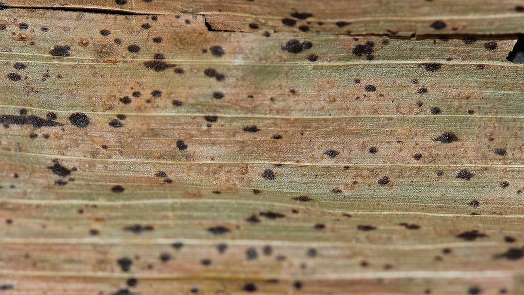 Nebraska corn: Early tar spot detection prompts scouting, treatment advice