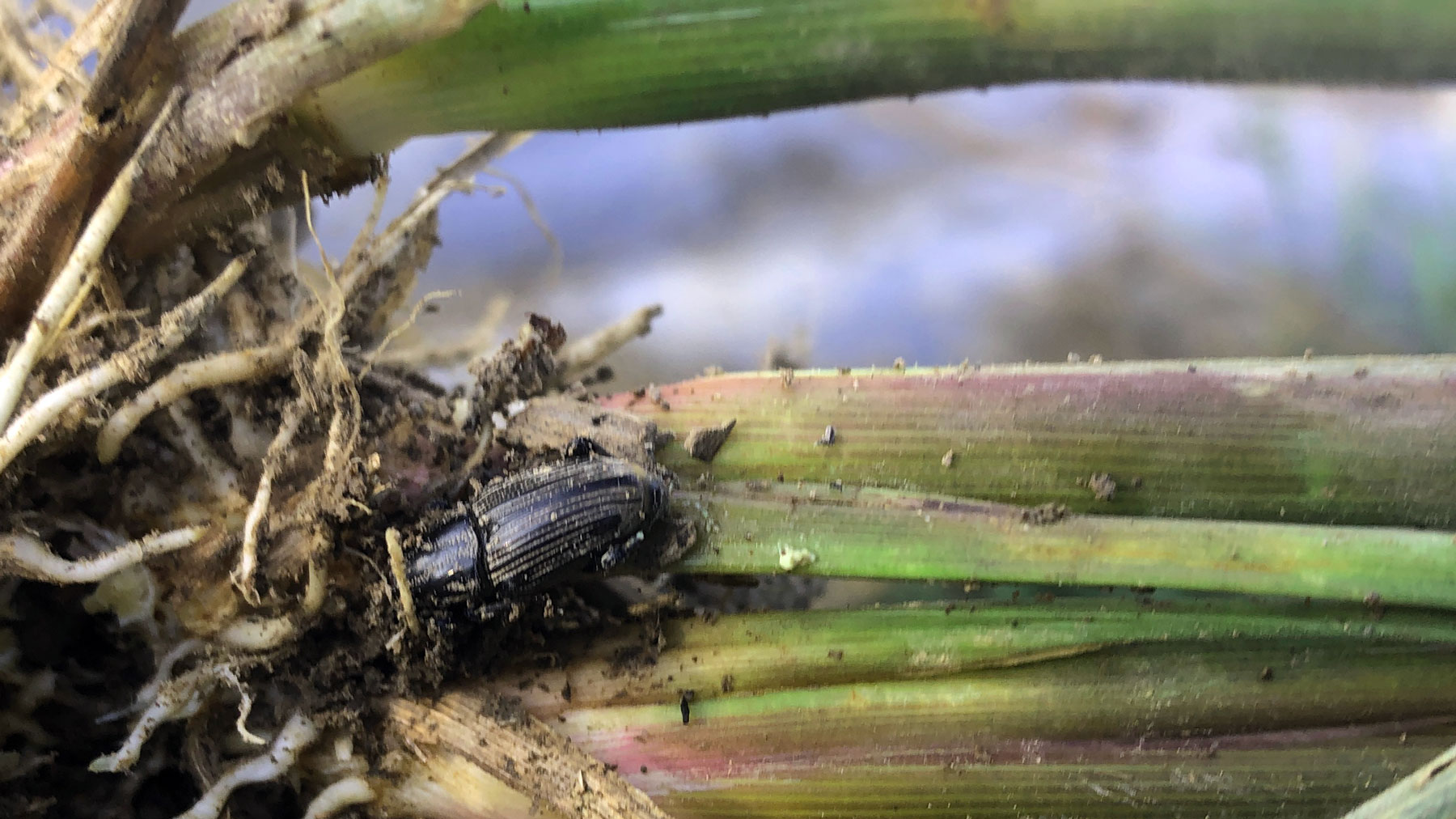 Row crop research in the Missouri Bootheel