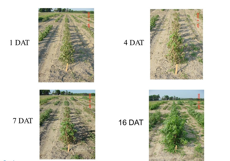 Reading between the lines of weed control