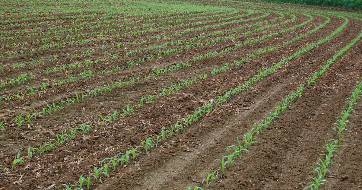 5 pieces of advice to consider before corn planting begins