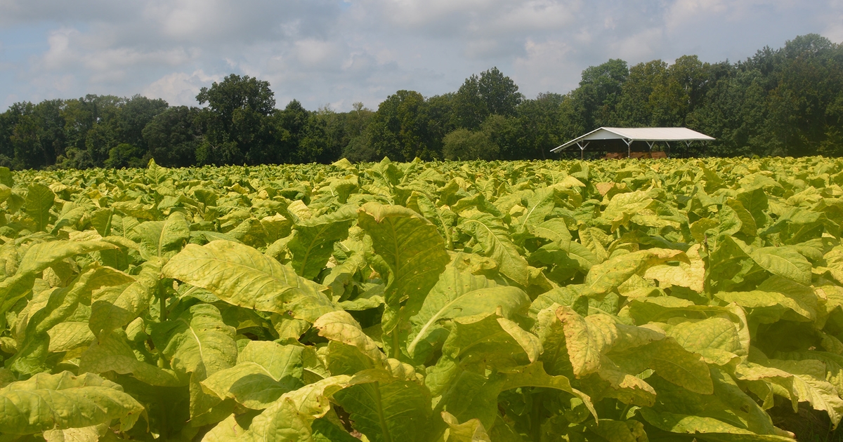 No big changes in 2024 plantings, returns or input prices