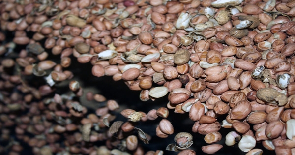 New grower-owned peanut shelling facility hires leader