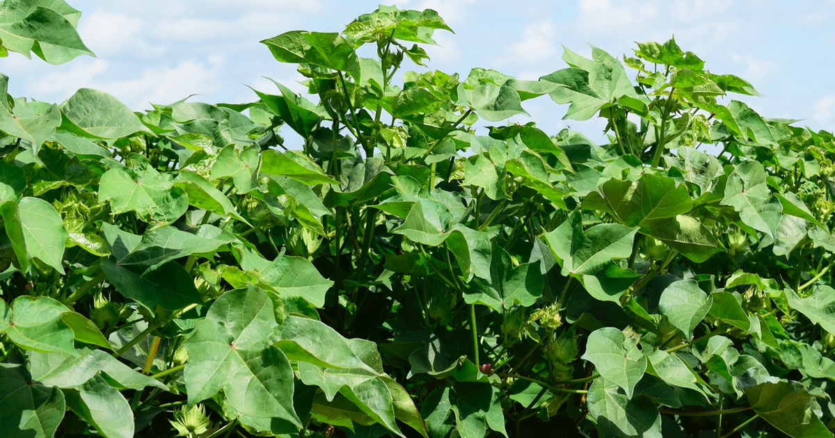 Multipronged approach key to nematode control