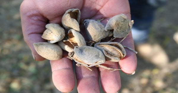 California Crop Weather: almond, grape harvests in full swing | Farm ...