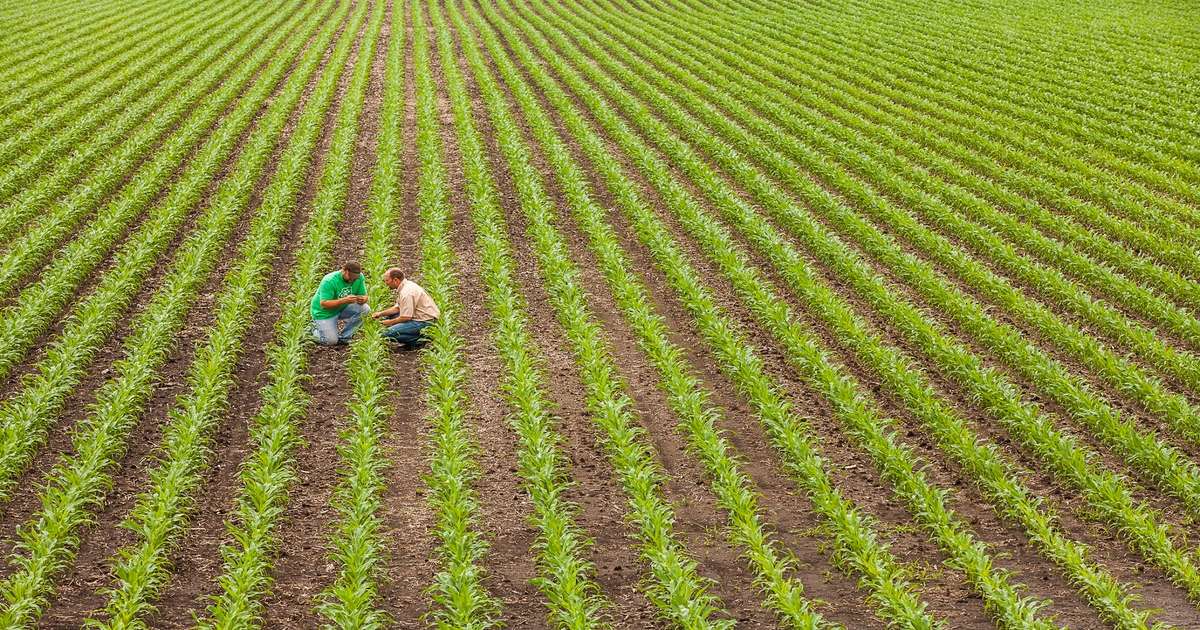 Corn weed control in difficult weather