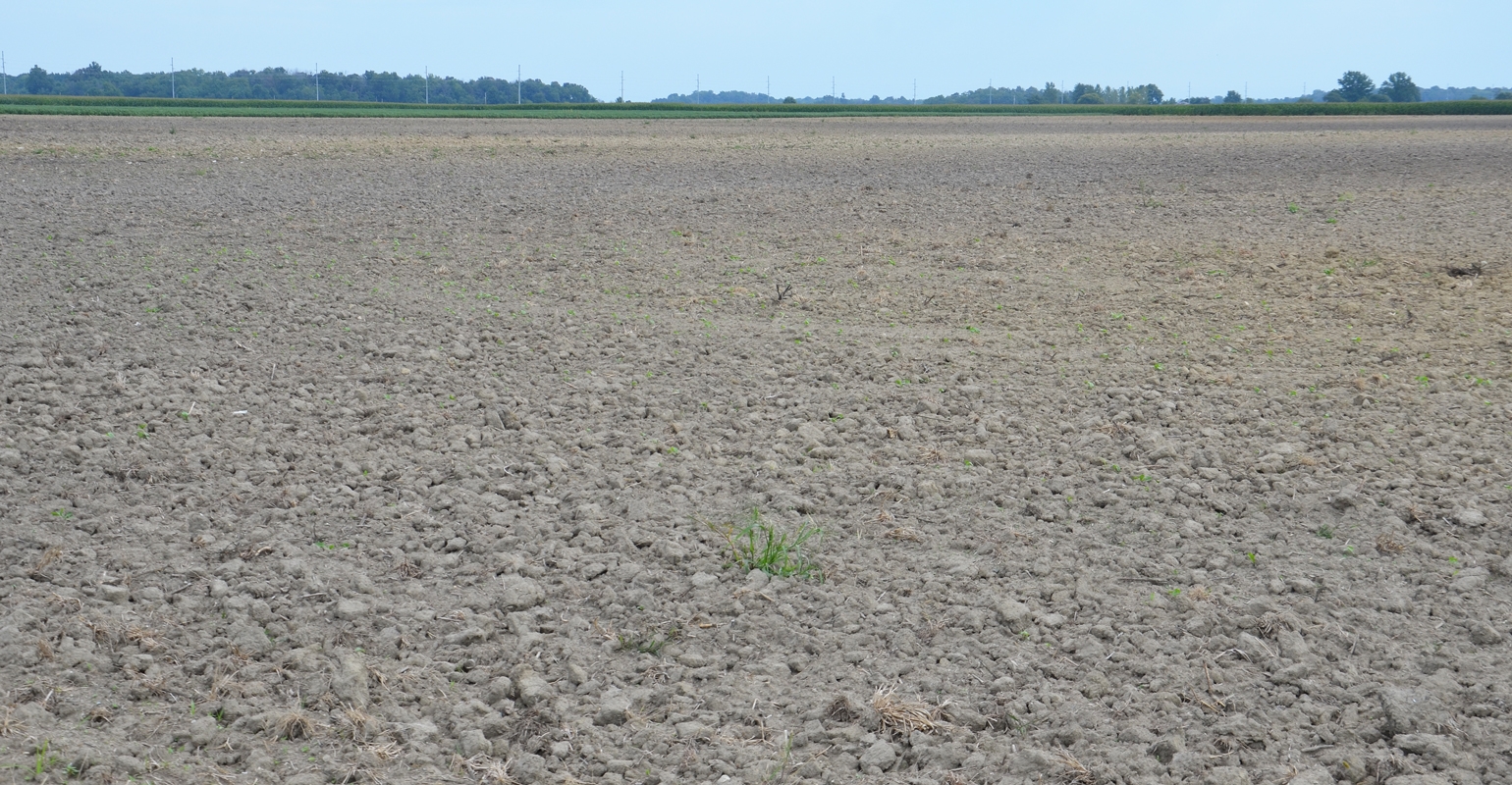 What you should know about fallow syndrome