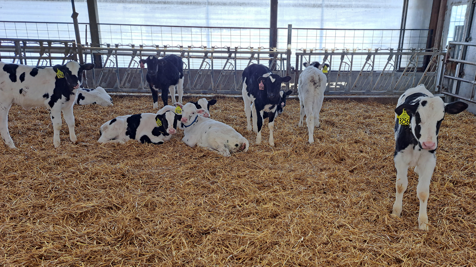 Colostrum feeding strategies: Balancing quality and quantity for calves
