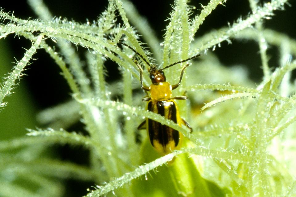 Scout for emerging western corn rootworm beetles