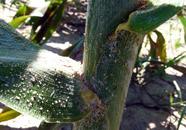 9 tips to control sugarcane aphids in sorghum in 2015