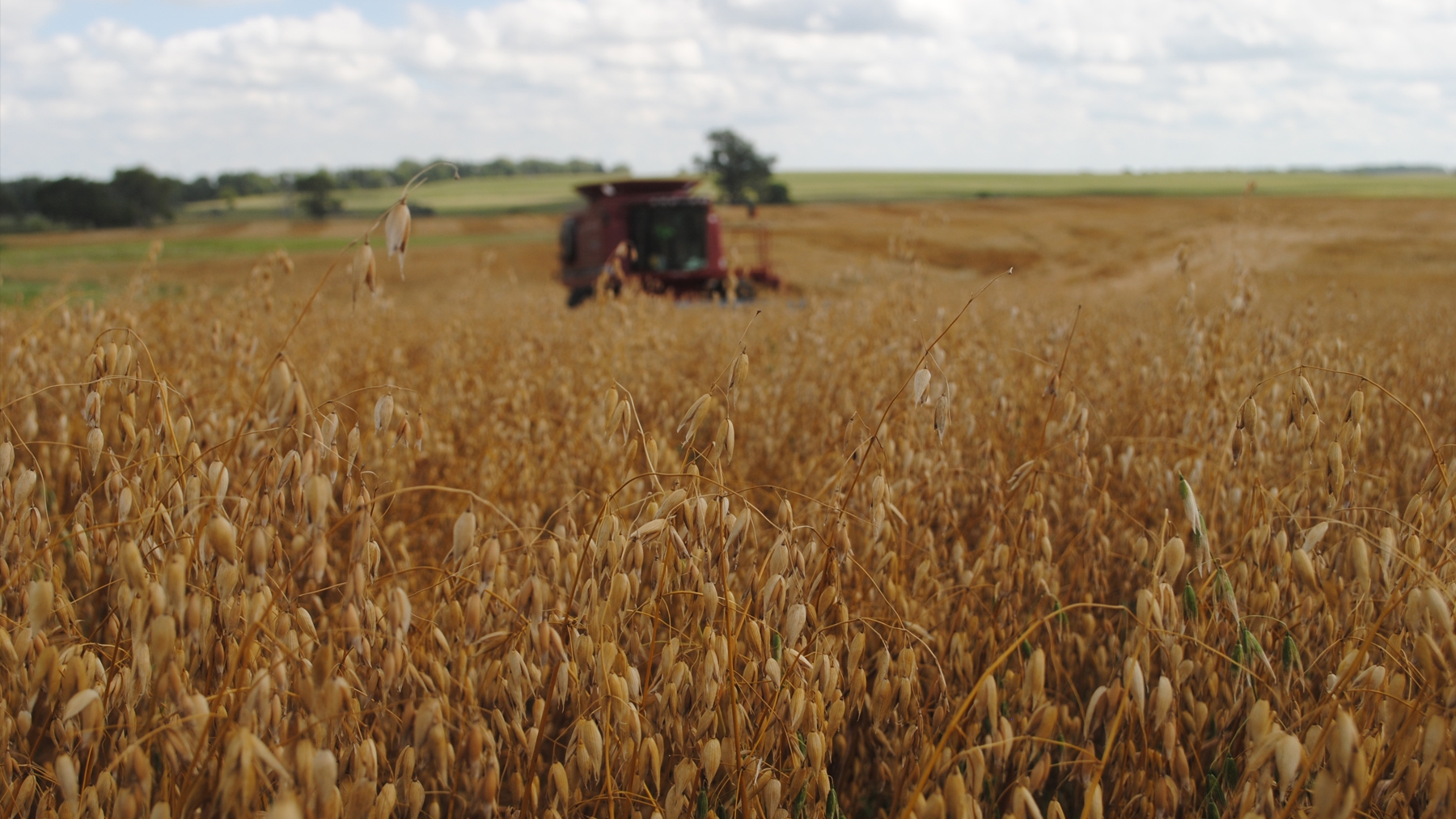 The secrets to making oats pay