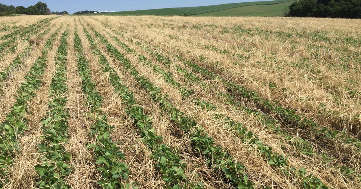Guide on cover crop cost-share programs in Iowa offered