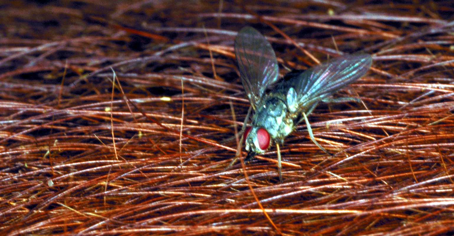 Does your cow worry about flies? Yes