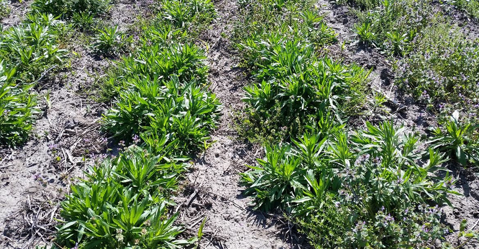 Consider rescue treatment options for glyphosate-resistant marestail