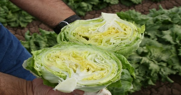 Arizona Veg IPM: Western flower thrips, late blight of celery, nutsedge ...