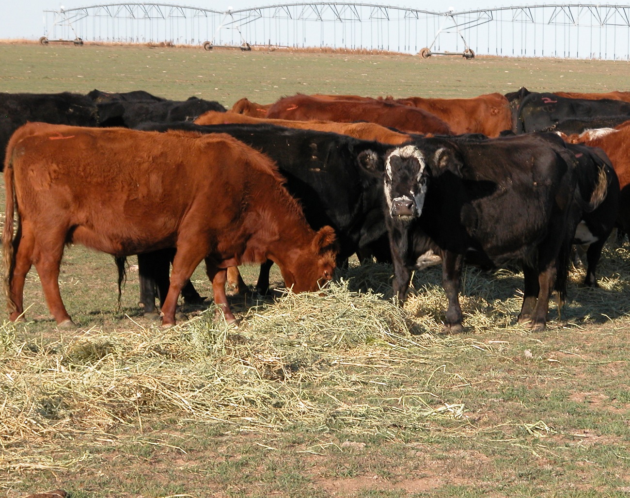 Cow economics include deflation and inflation