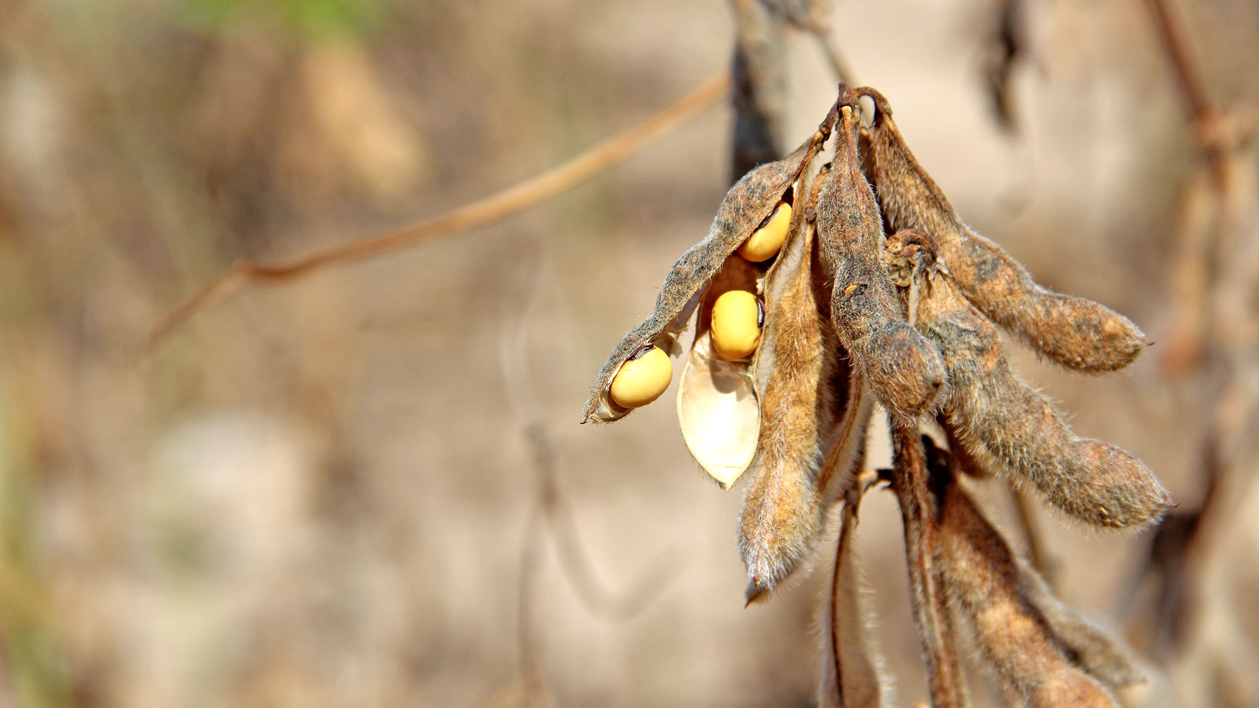 Soybean recent news | Farm Progress