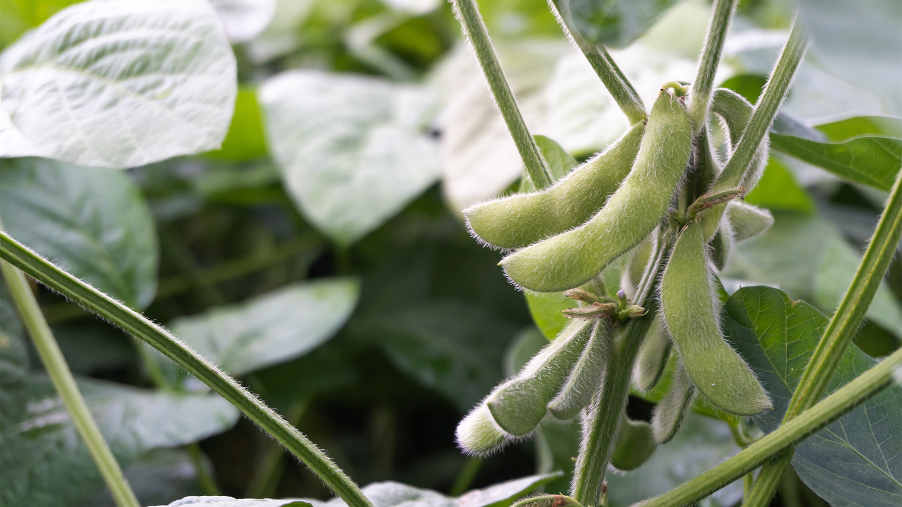 Ohio Soybean Council has 4 open board positions