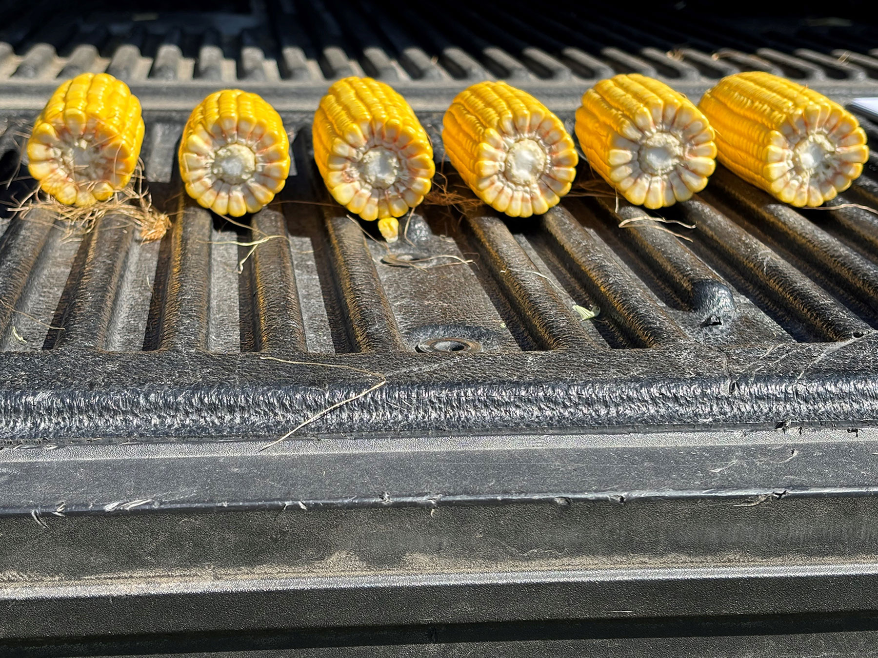 Zero in on kernel size for corn yield estimates