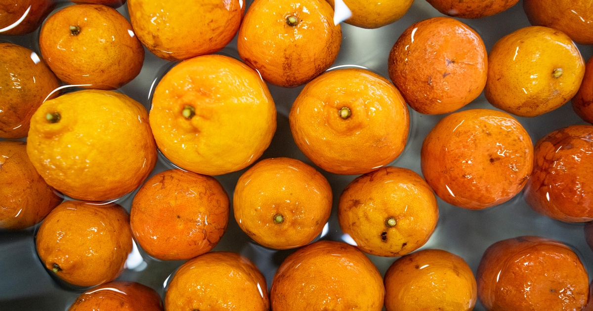 Scientists shift from defense to offense to fight citrus greening