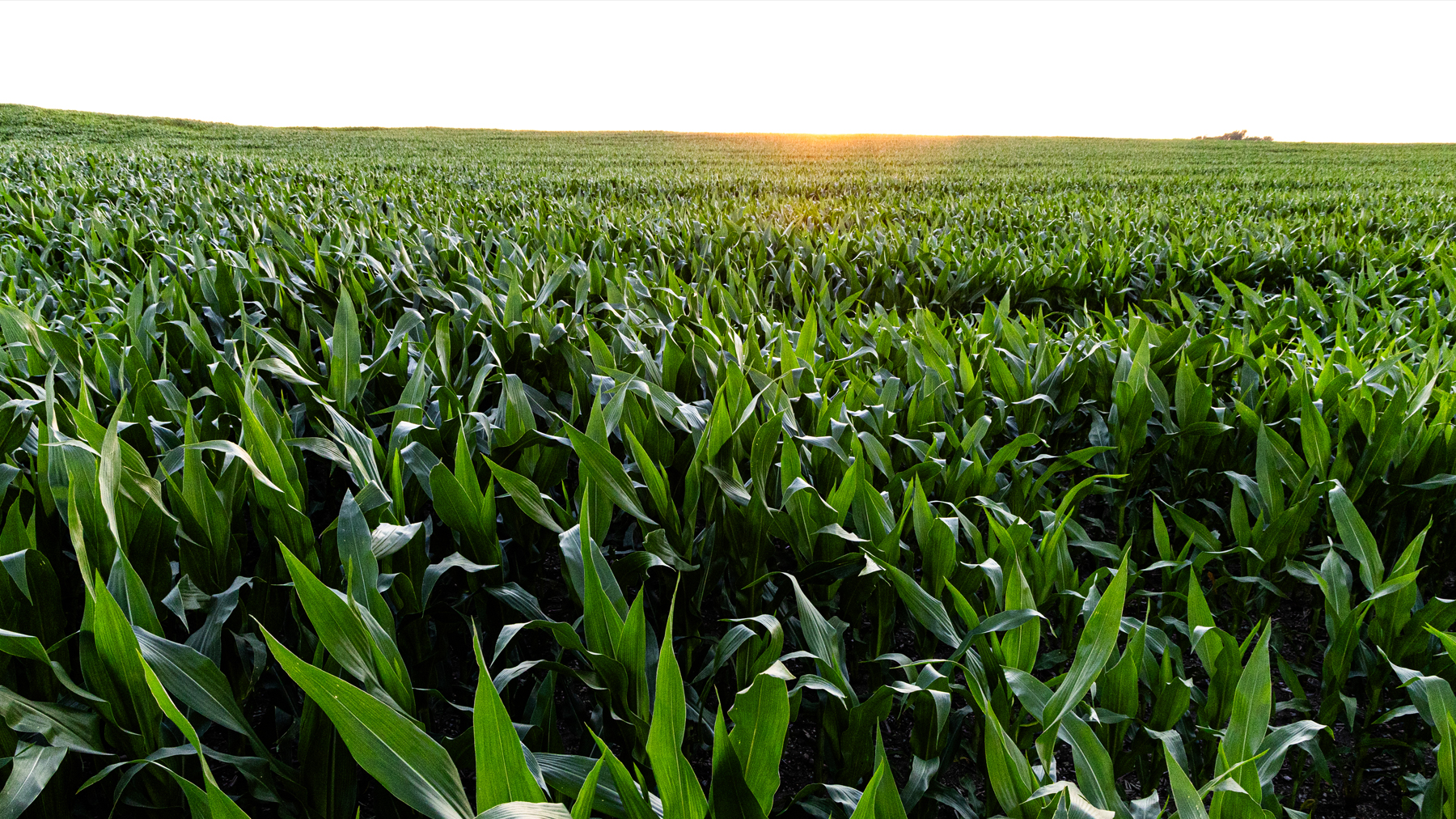 Iowa crops so far: The good, the bad and the ugly