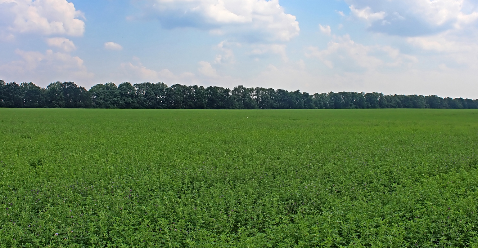 10 recommendations for spring seeding of forages