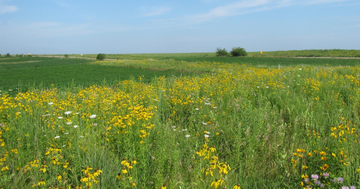Learn more about prairie strips as a conservation practice