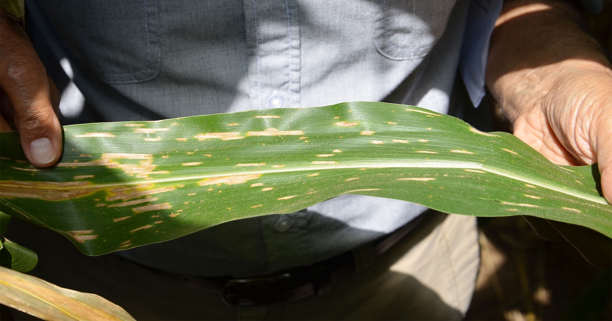 Research looks at how fungicides affect grain fill