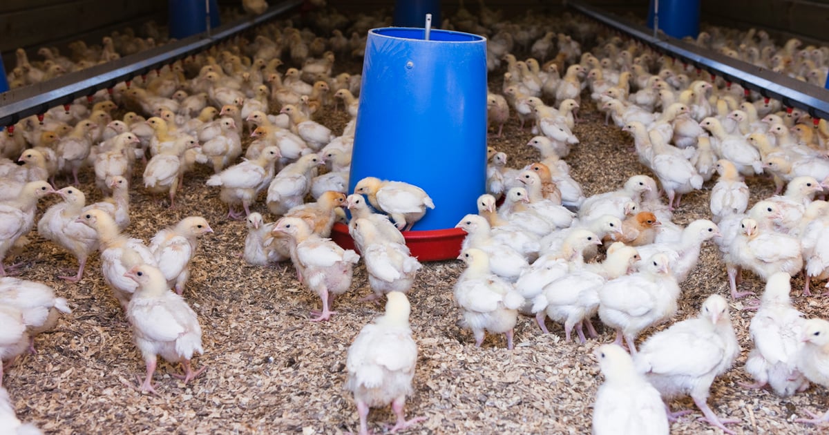 8 things to know about contract poultry growing