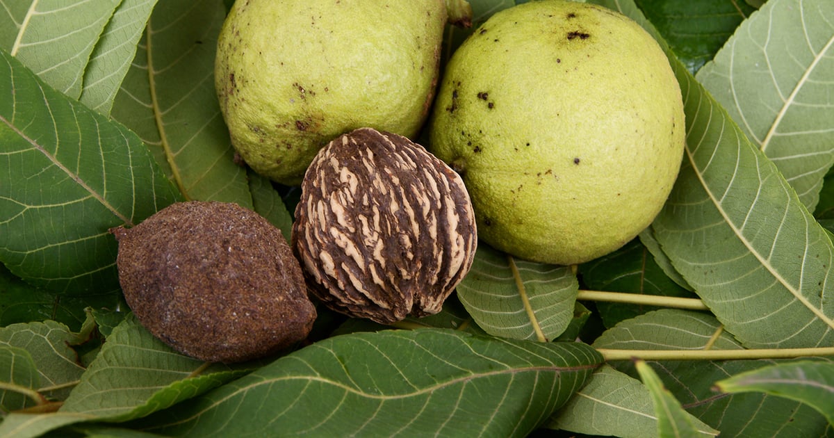 Tech meets tree production in Missouri