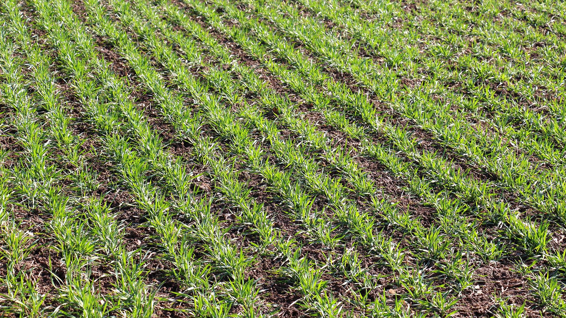 Crop progress: Winter wheat quality takes unexpected turn lower