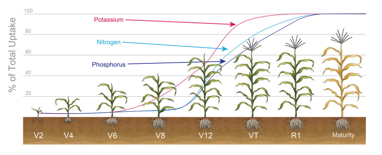 Benefits of nitrogen for corn production
