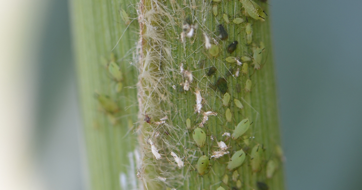 Check your corn for aphids