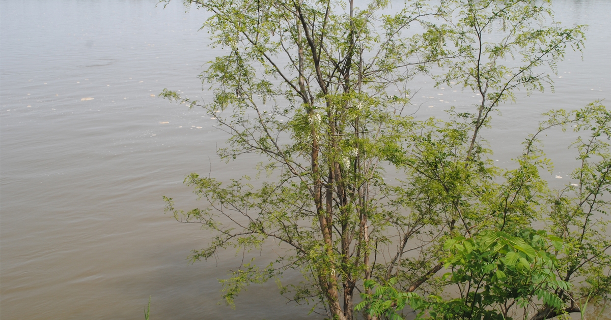 Choose water-loving trees in flood-prone areas