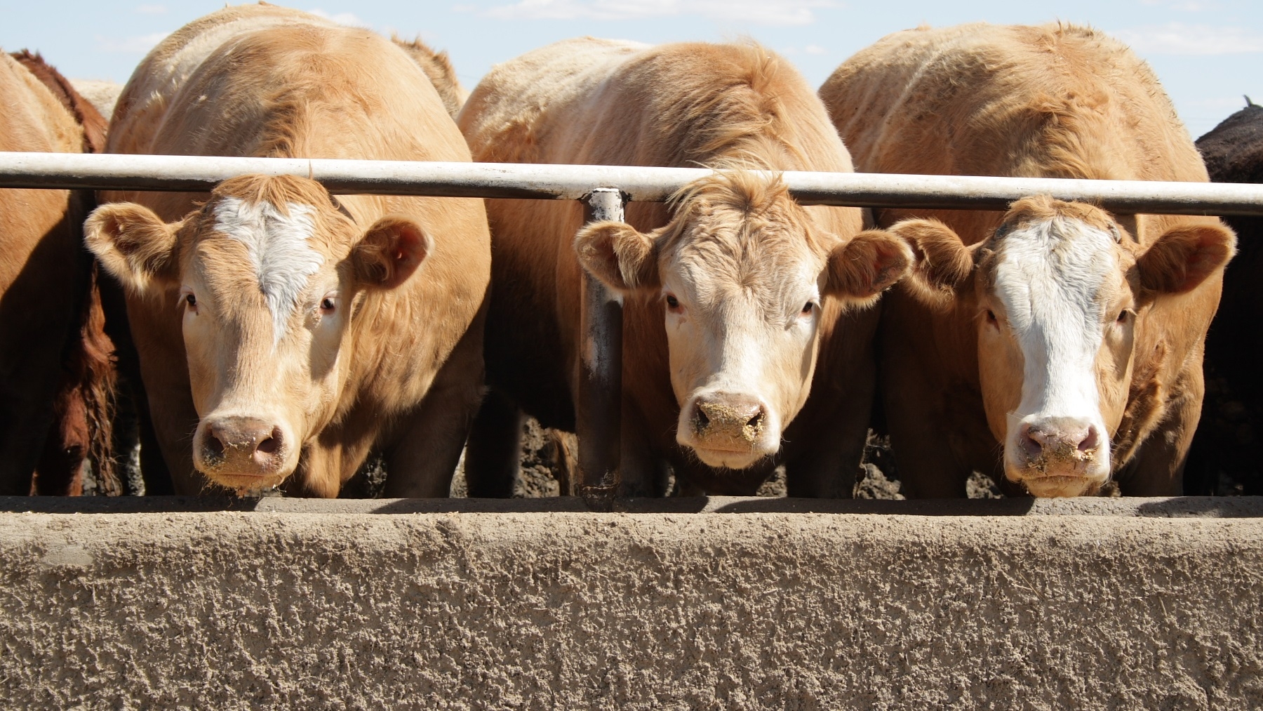 Fewer cattle, more beef?