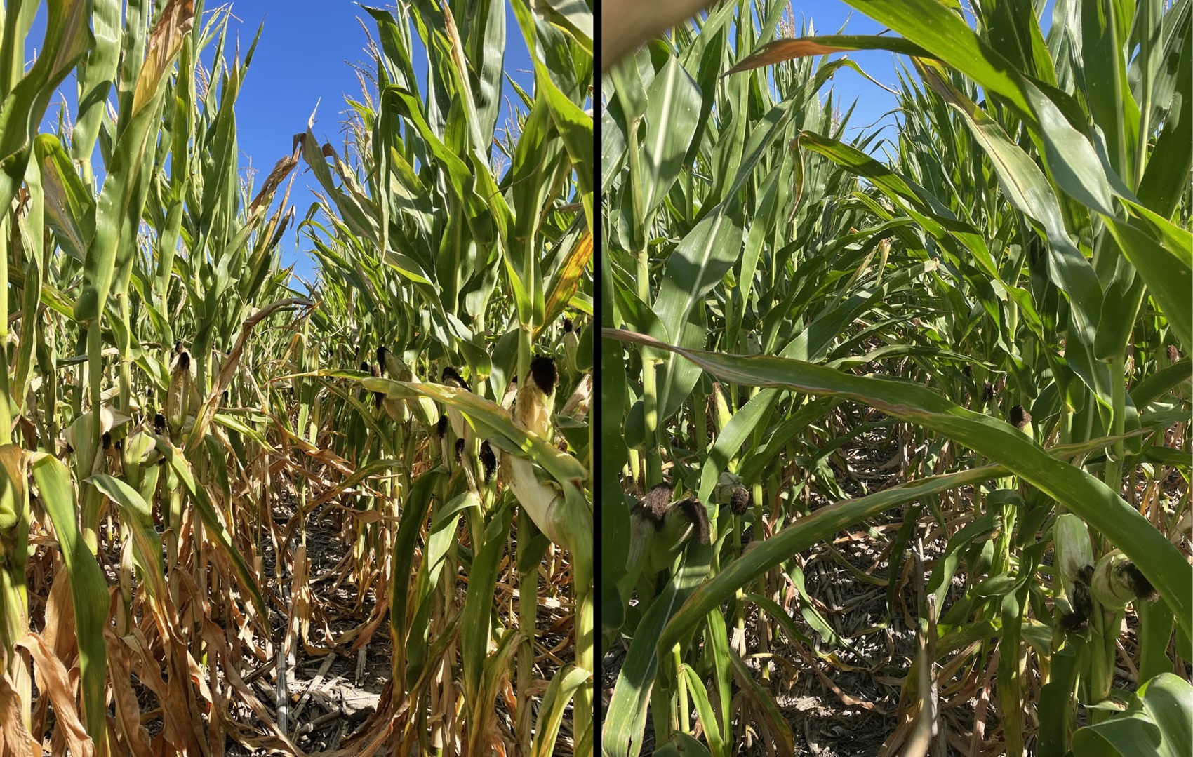 New biologicals boom in the seed treating