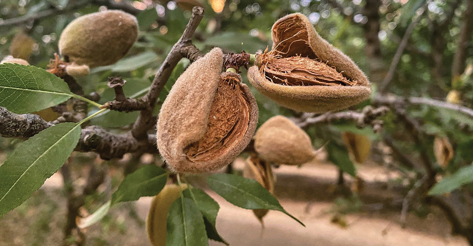 Almond yield expectations still in flux