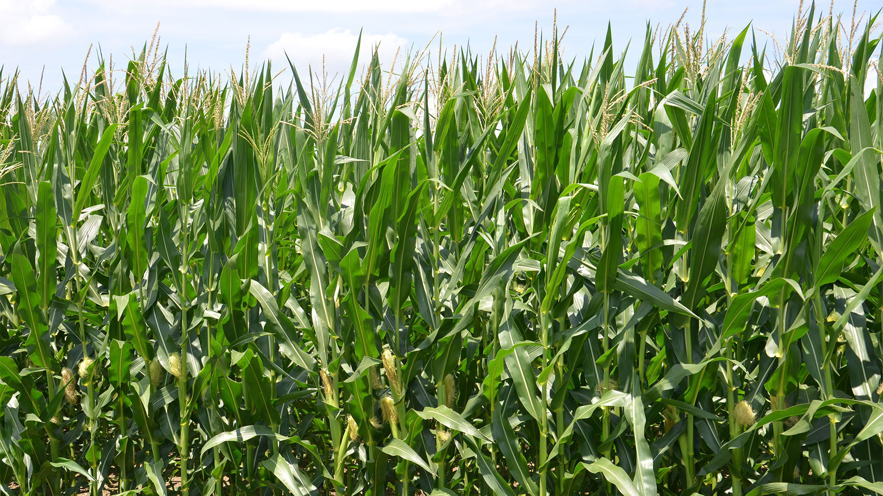 High-yielding corn: 4 factors that boost production above 250 bushels ...