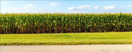 BASF's Armezon Proherbicide now registered for all corn types