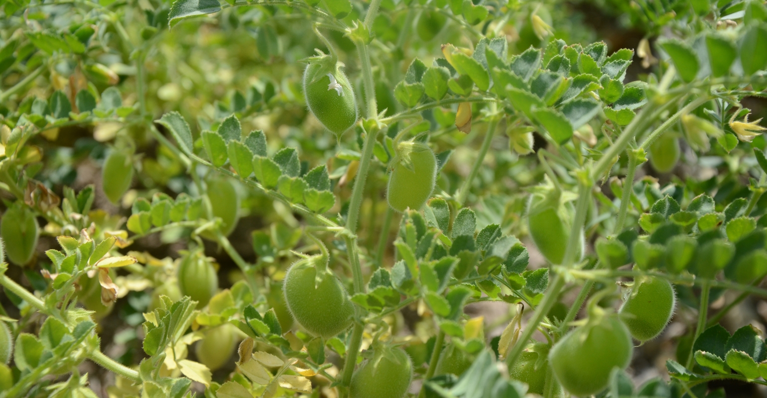 Tillage affects pulse crop germination, yield
