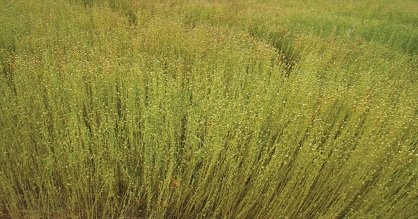 Flax proving to be winter crop option for South Carolina growers