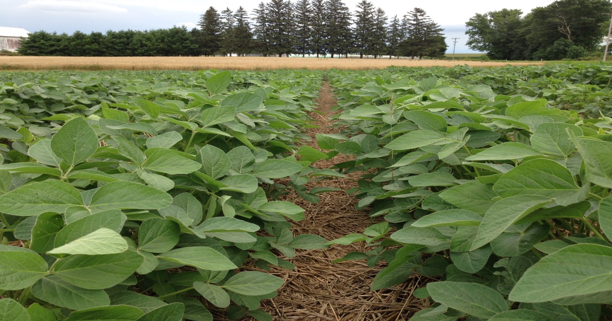 Soybean weed control: Crimped cover crop strategy gallery | Farm Progress